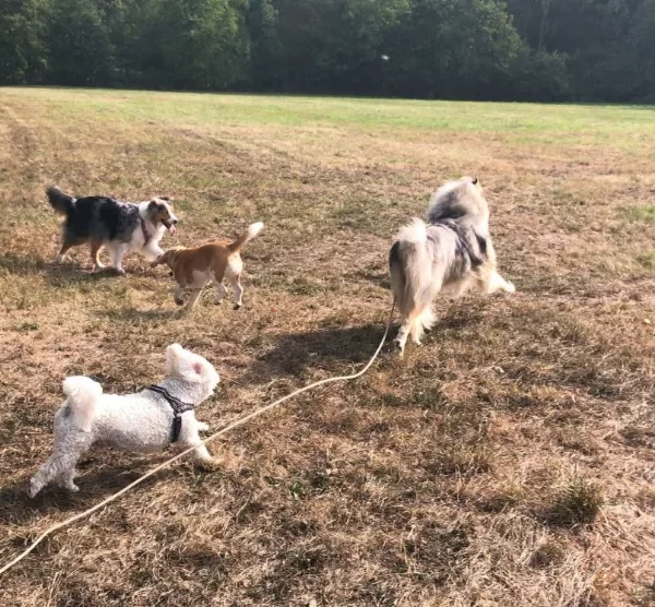 La pension familiale canine